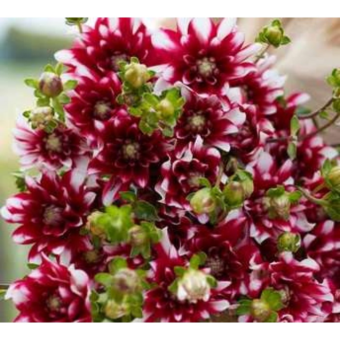 Bulbi Dalii (Tuberculi) - Gama variata de soiuri, culori & dimensiuni