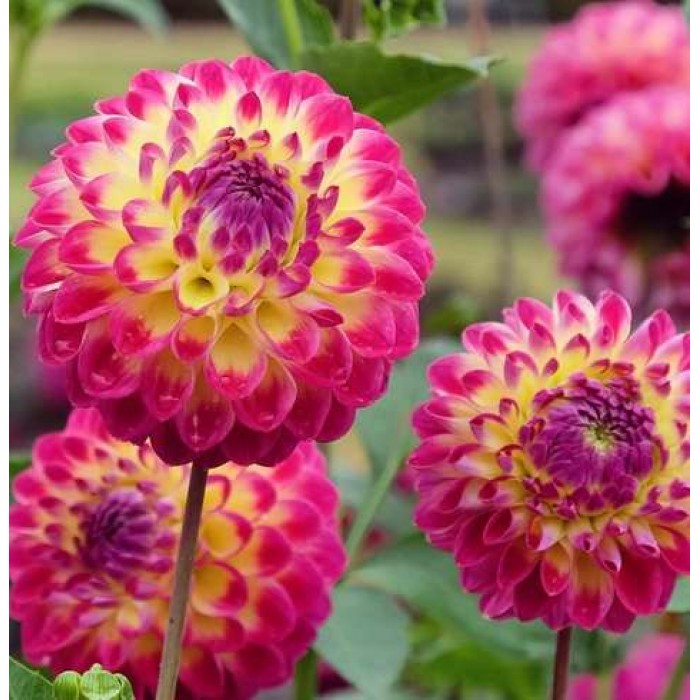 Bulbi Dalii (Tuberculi) - Gama variata de soiuri, culori & dimensiuni