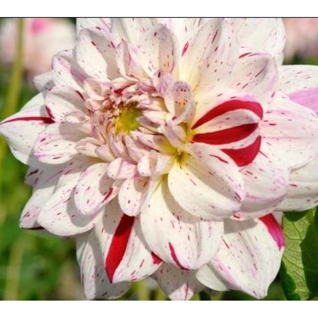 Bulbi dalii Imagion - 1 bucată