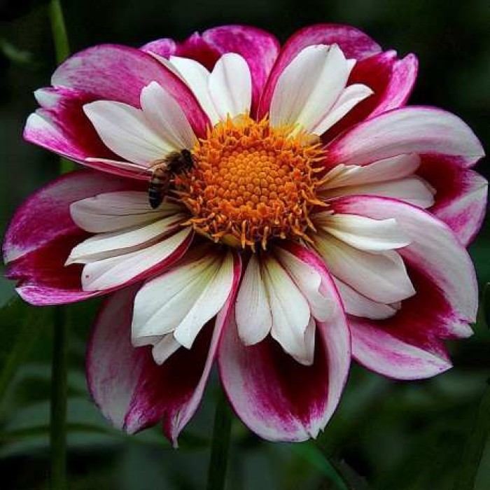 Bulbi Dalii (Tuberculi) - Gama variata de soiuri, culori & dimensiuni