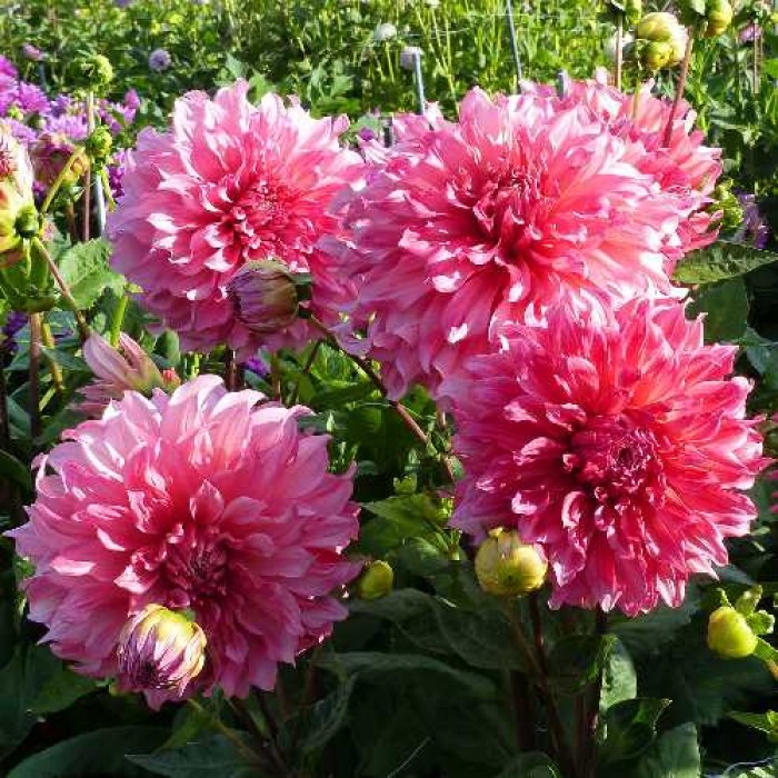 Bulbi Dalii (Tuberculi) - Gama variata de soiuri, culori & dimensiuni