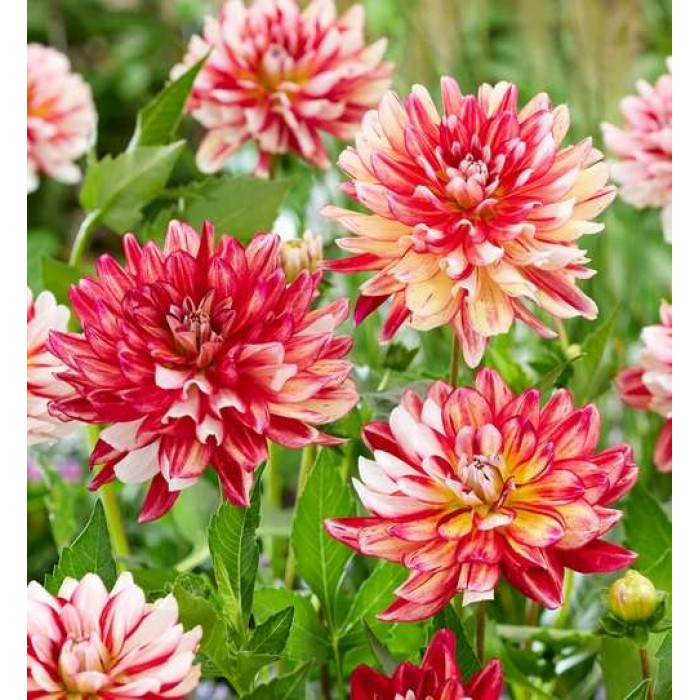 Bulbi Dalii (Tuberculi) - Gama variata de soiuri, culori & dimensiuni