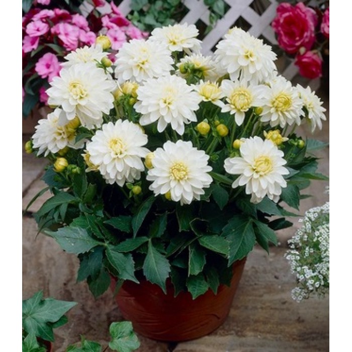 Bulbi Dalii (Tuberculi) - Gama variata de soiuri, culori & dimensiuni