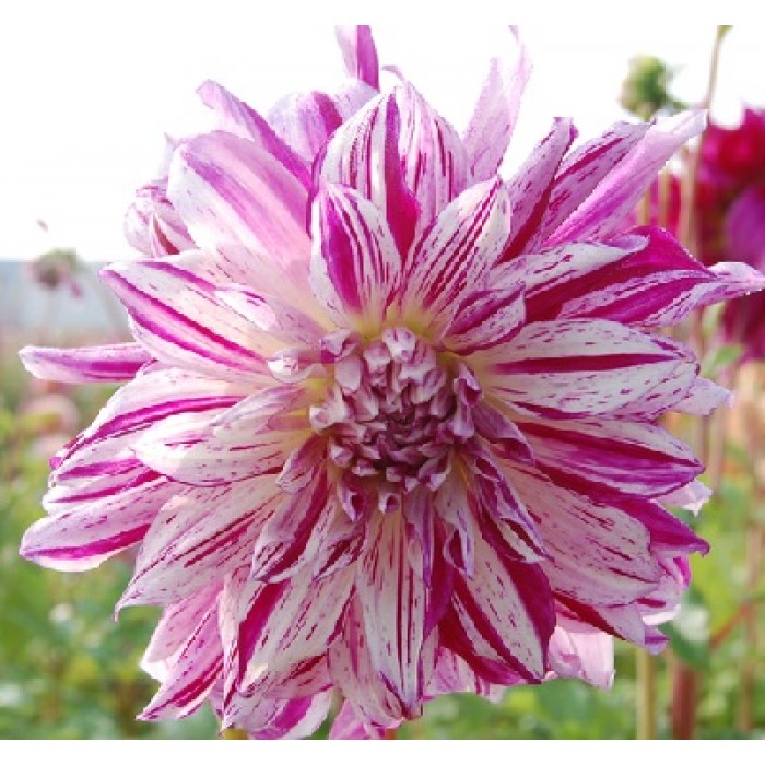 Bulbi dalii (tuberculi)