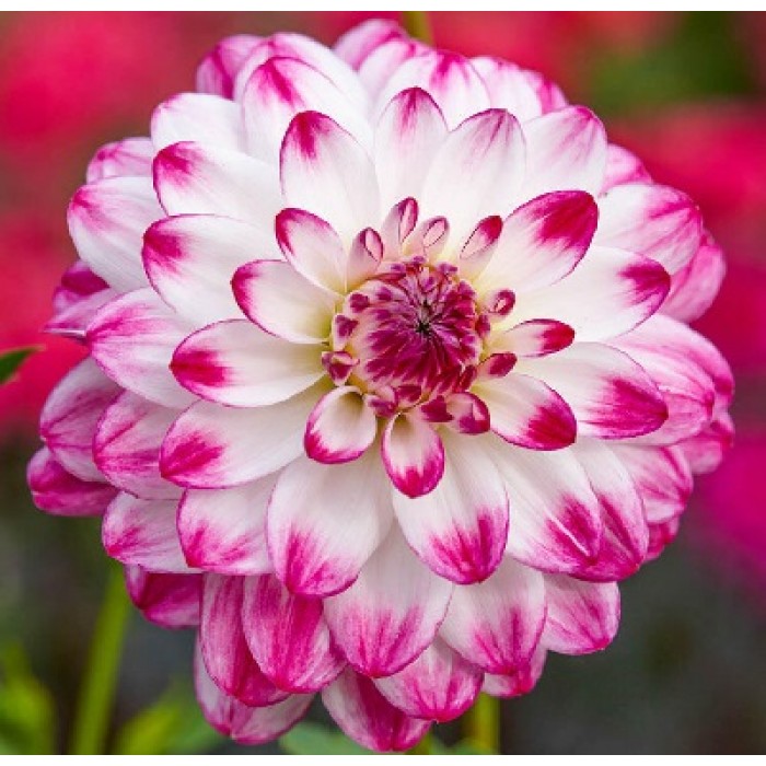 Bulbi dalii (tuberculi)