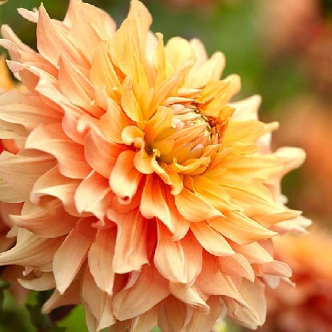 Bulbi dalii Philip Campos M - 1 bucată