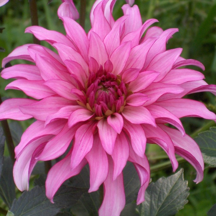 Bulbi dalii (tuberculi)