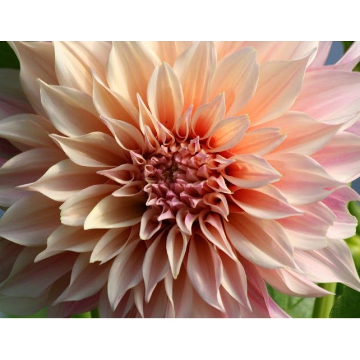 Bulbi Dalii (Tuberculi) - Gama variata de soiuri, culori & dimensiuni