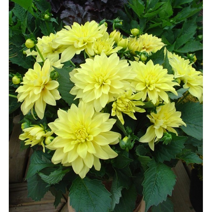 Bulbi Dalii (Tuberculi) - Gama variata de soiuri, culori & dimensiuni