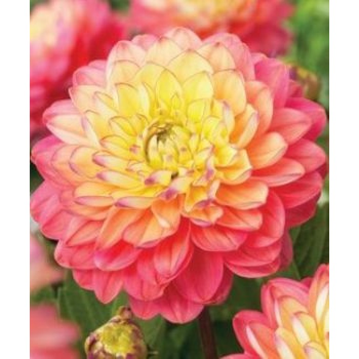 Bulbi dalii (tuberculi)