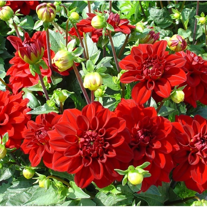 Bulbi Dalii (Tuberculi) - Gama variata de soiuri, culori & dimensiuni