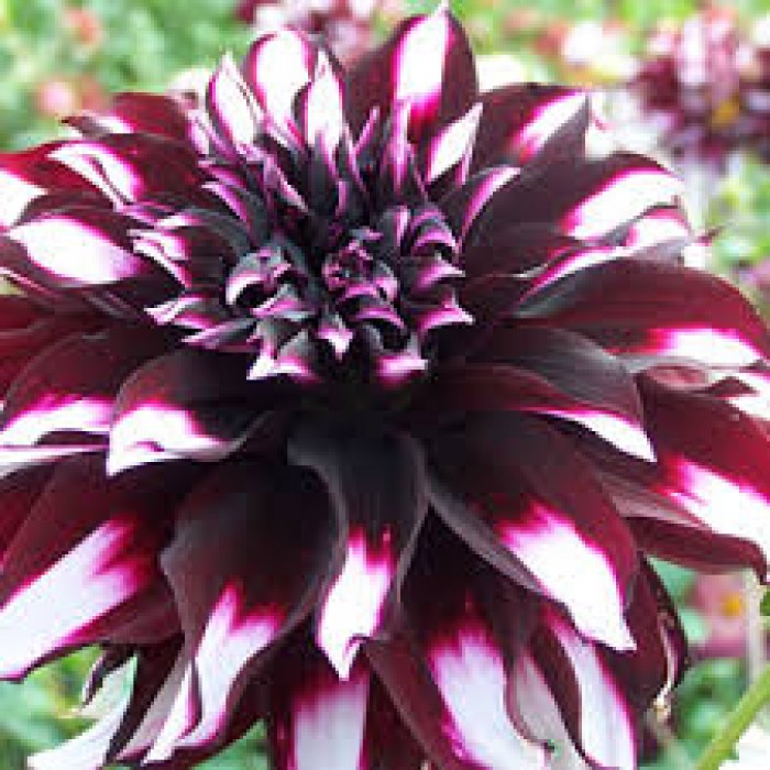 Bulbi Dalii (Tuberculi) - Gama variata de soiuri, culori & dimensiuni