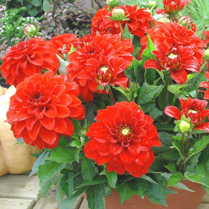 Bulbi Dalii (Tuberculi) - Gama variata de soiuri, culori & dimensiuni