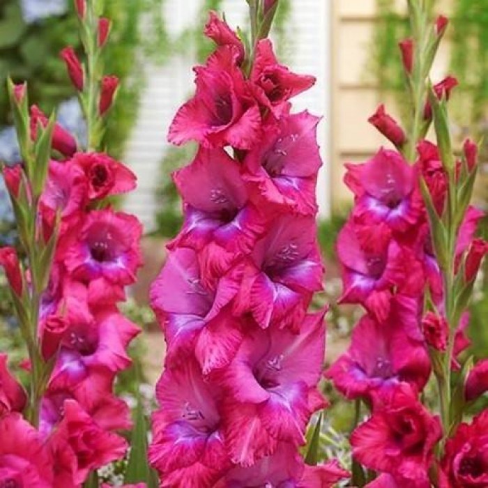 Bulbi de flori: lalele, narcise, zambile, crini, etc. - Planteo.ro