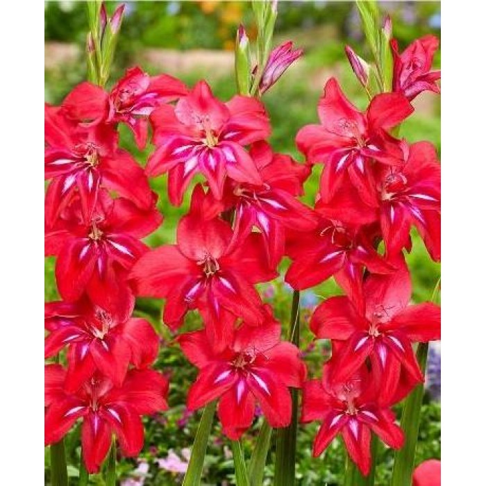 Bulbi de flori: lalele, narcise, zambile, crini, etc. - Planteo.ro