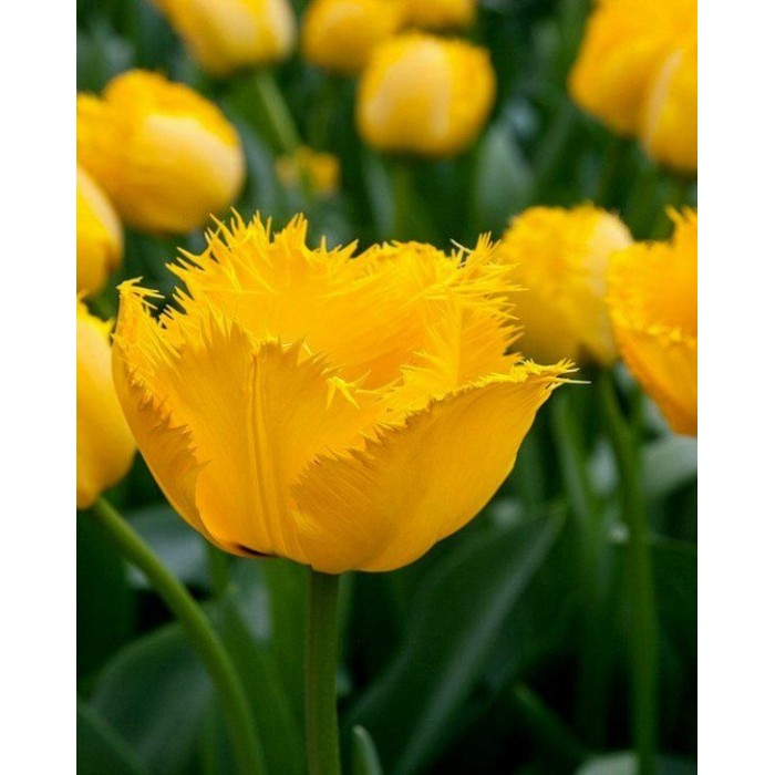 Bulbi lalele fringed (crete)