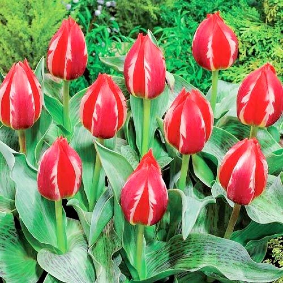 Bulbi lalele Friendly Fire - Pachet 5 bucăți