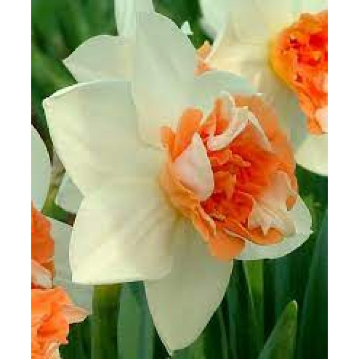 Bulbi de Narcise - Alege calitatea Planteo