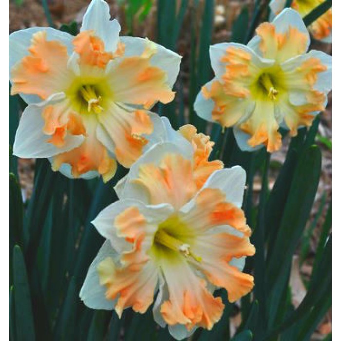 Bulbi de Narcise - Alege calitatea Planteo