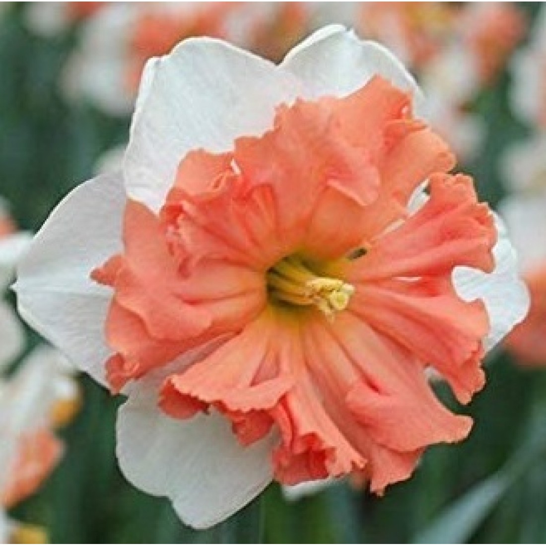 Bulbi narcise Shrike - Pachet 3 bucăți, bulbi foarte MARI (circumf.14/ ...