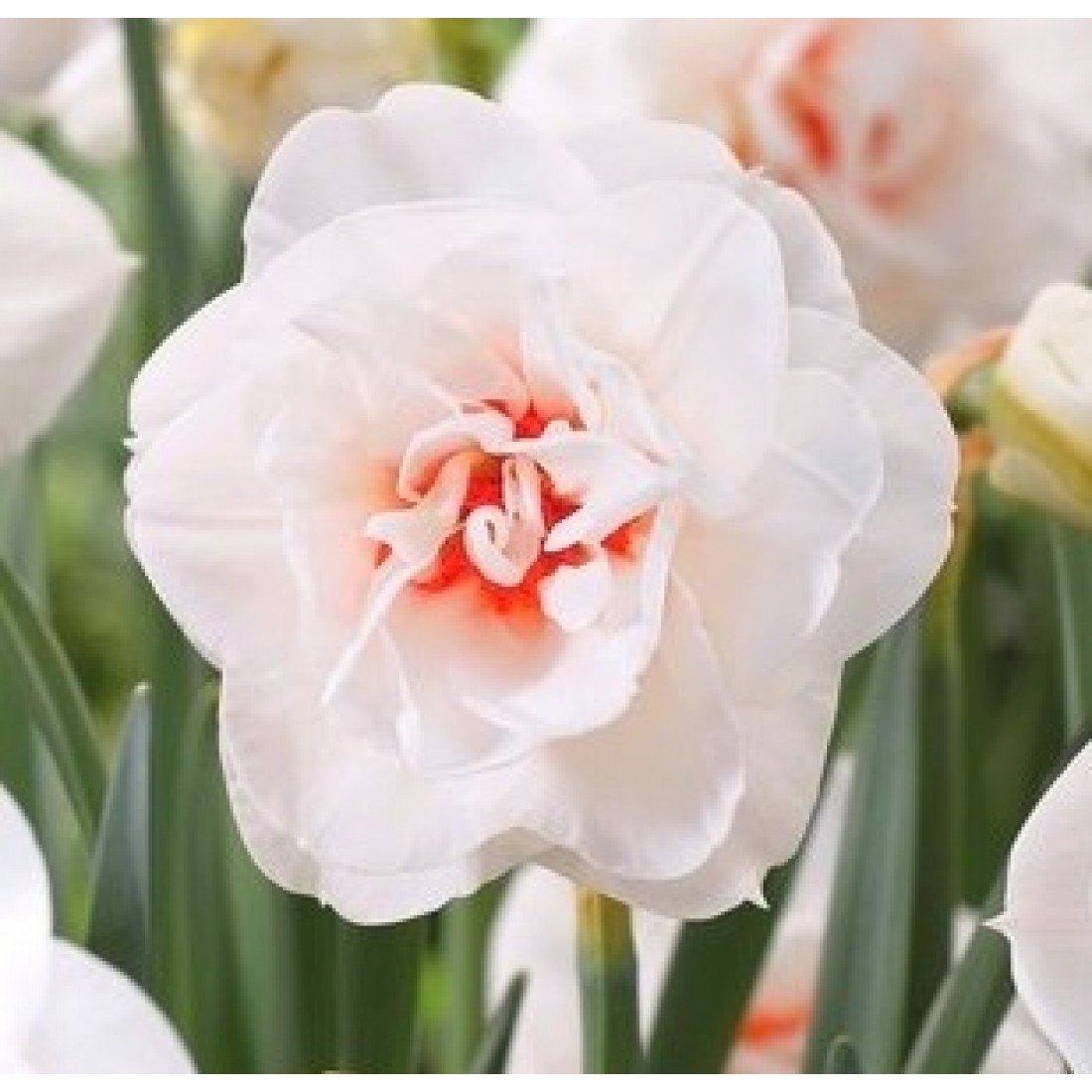 Bulbi narcise Acropolis - Pachet 3 bucați