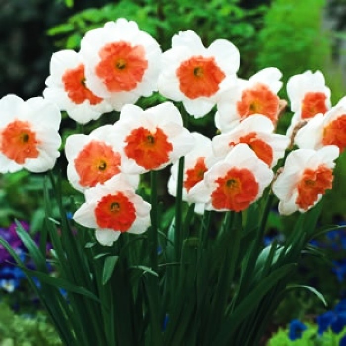 Bulbi de Narcise - Alege calitatea Planteo