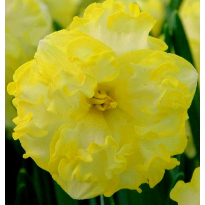 Bulbi de Narcise - Alege calitatea Planteo