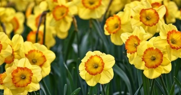 Plantare bulbi narcise - Vezi sfaturi de plantare & ingrijire