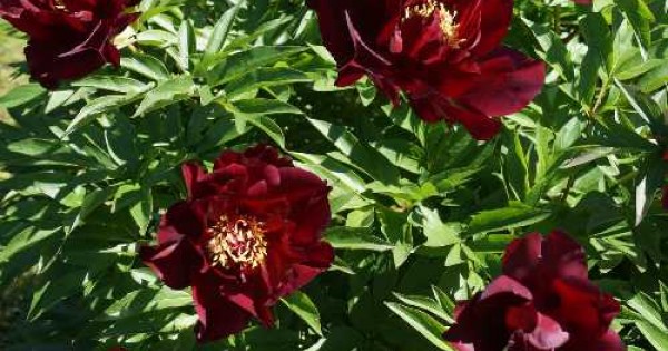 Bujori itoh Simply Red - 1 bucată (rizomi), soi cu flori FOARTE MARI