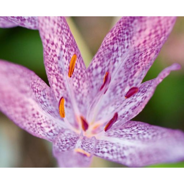 Bulbi de flori de toamnă