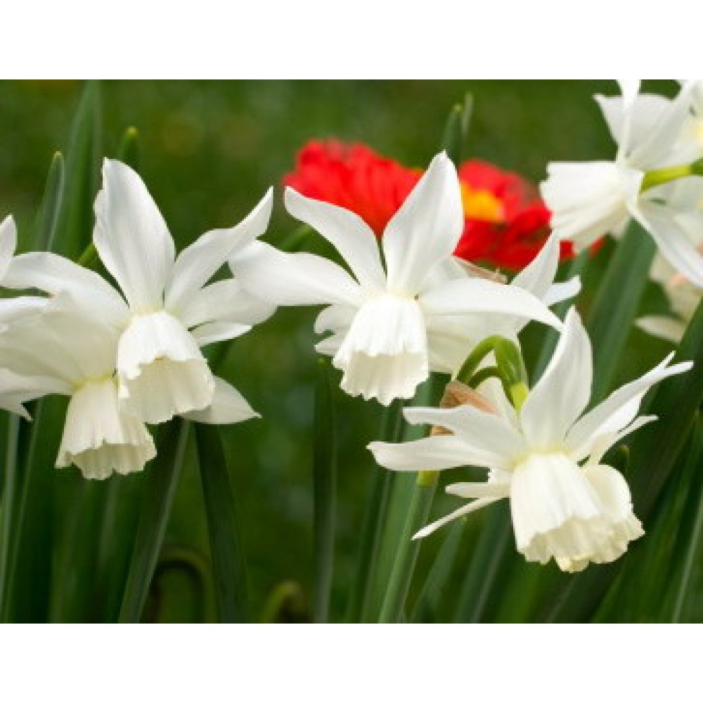 Bulbi narcise Thalia - Pachet 3 bucați