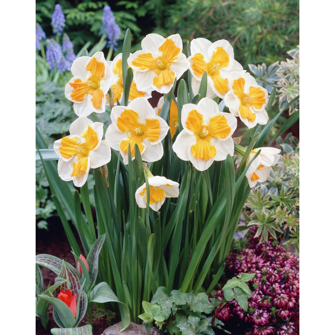 Bulbi narcise Tricollet - Pachet 3 bucați