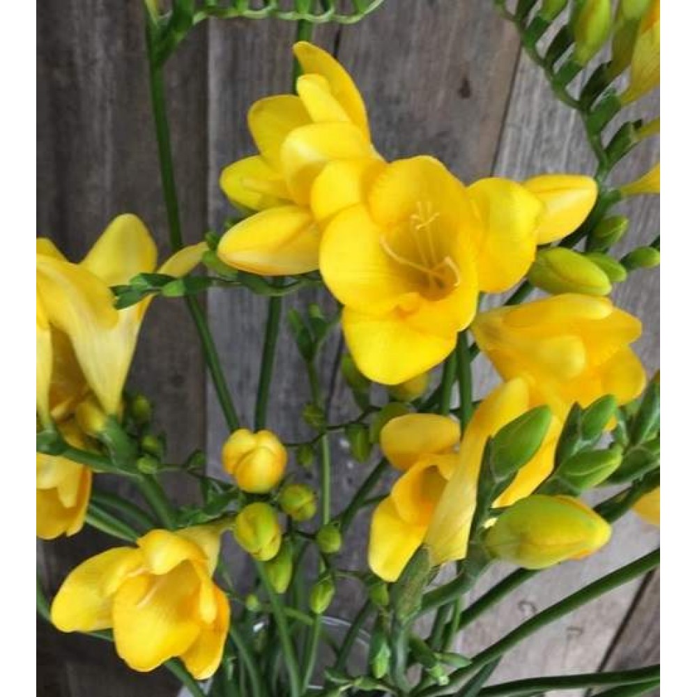 Bulbi frezii galbene - Pachet 10 bucăți
