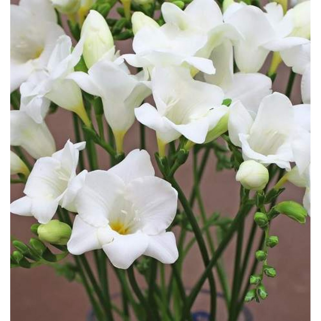 Bulbi frezii albe - Pachet 10 bucăți