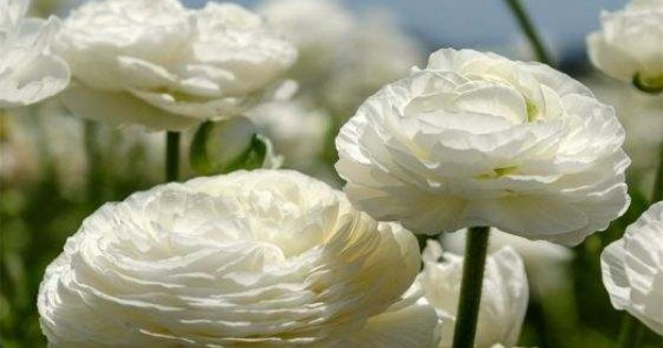 Bulbi ranunculus alb - Pachet 10 bucăți