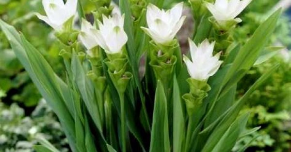 Bulbi curcuma albă - 1 bucată