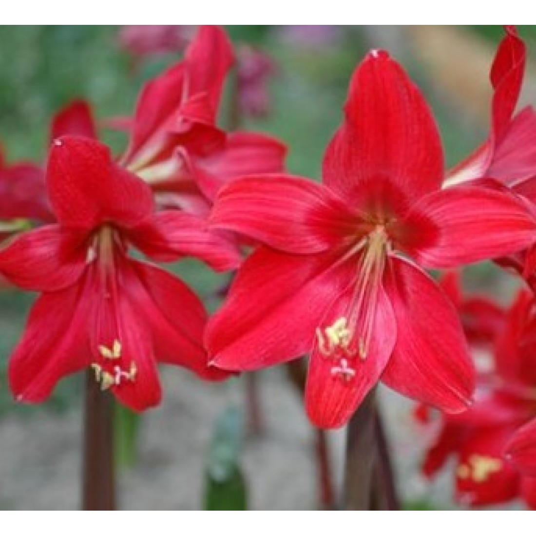 Bulbi hippeastrelia Durga Pradhan - 1 bucată