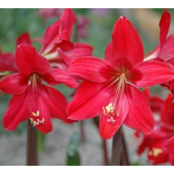 Bulbi de flori - Planteo - Bulbi mari de calitate la preturi mici