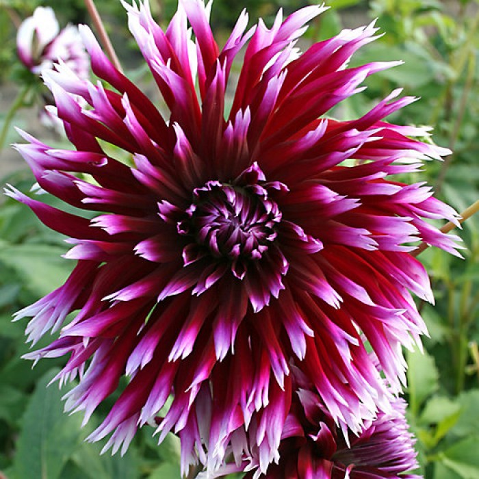 Bulbi dalii (tuberculi)