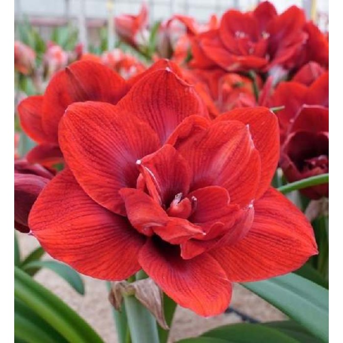 Bulbi de flori de toamnă