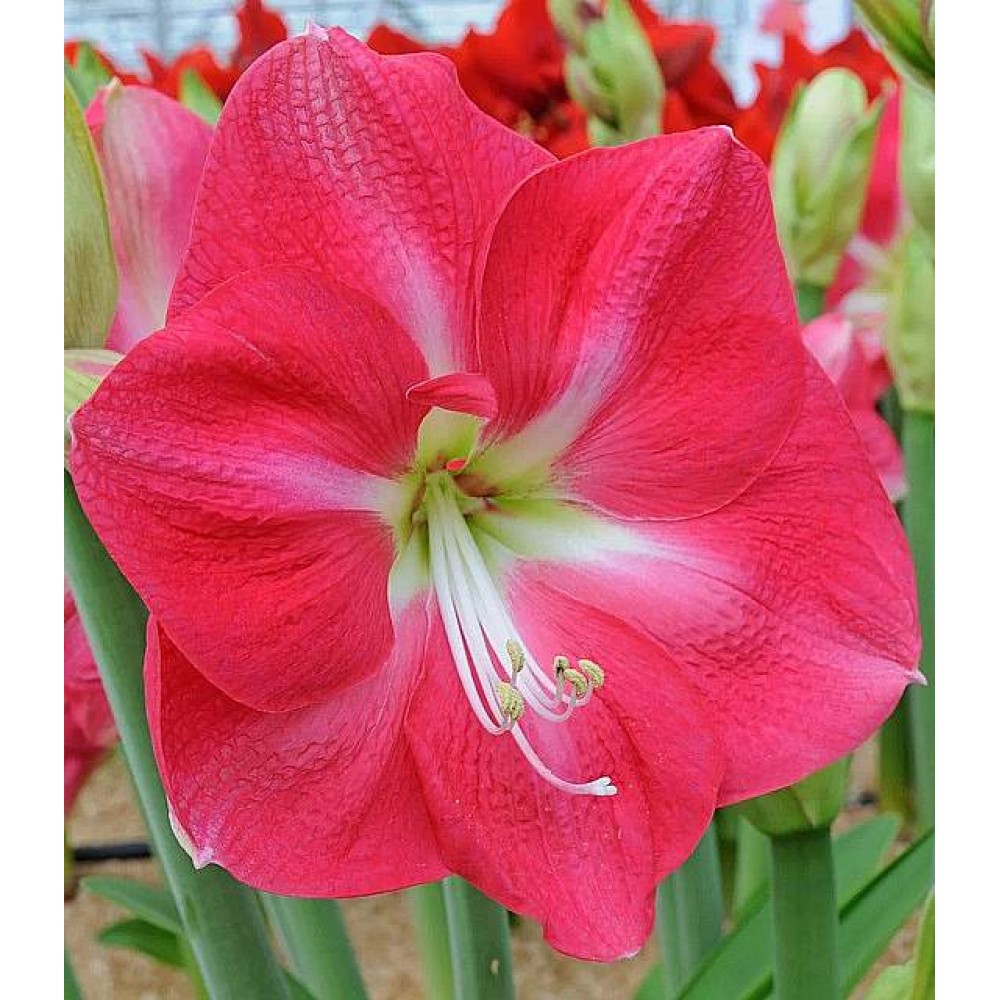 Bulbi hippeastrum (amaryllis) Candy Cream (Queen) - 1 bucată