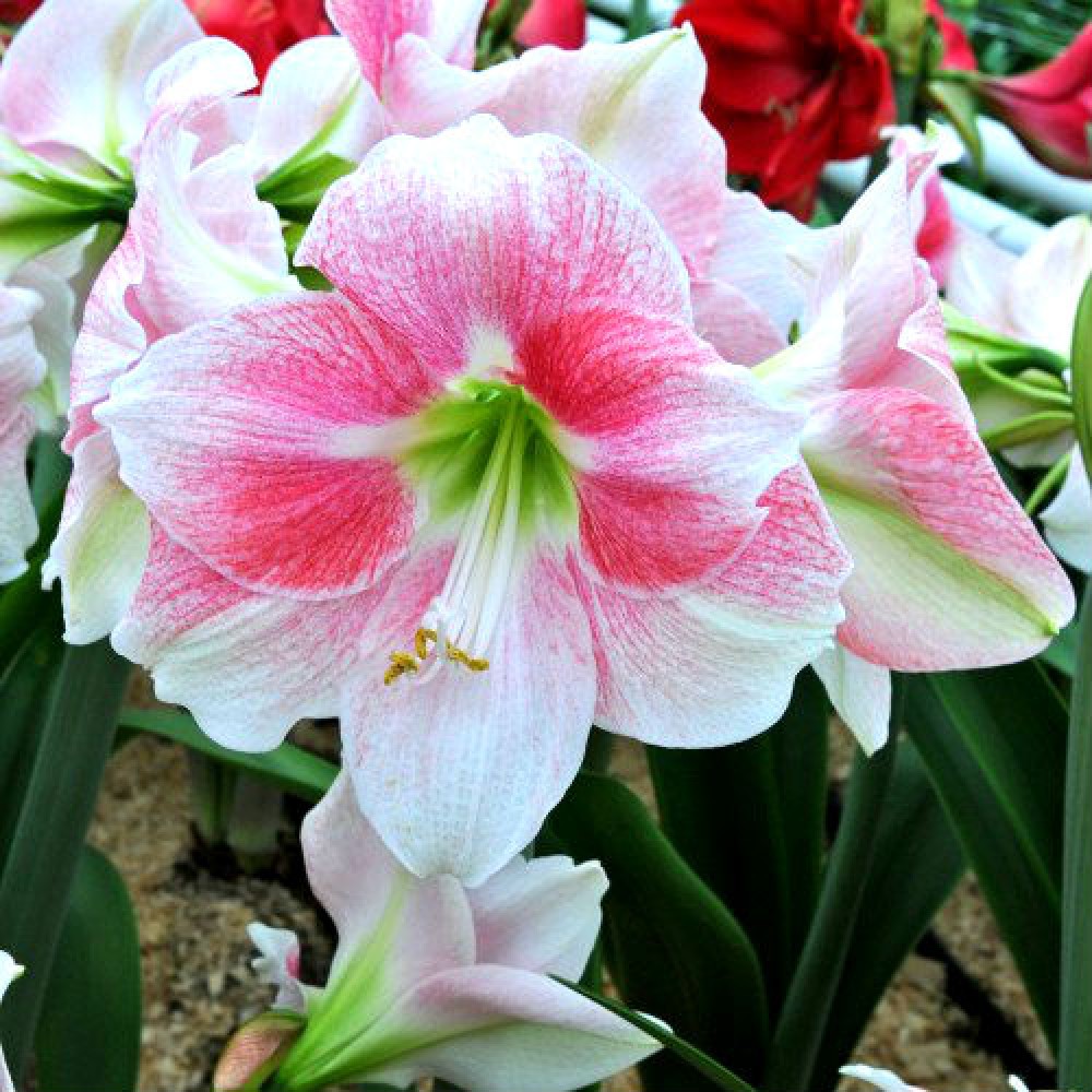 Bulbi hippeastrum (amaryllis) Rosy Star - 1 bucată