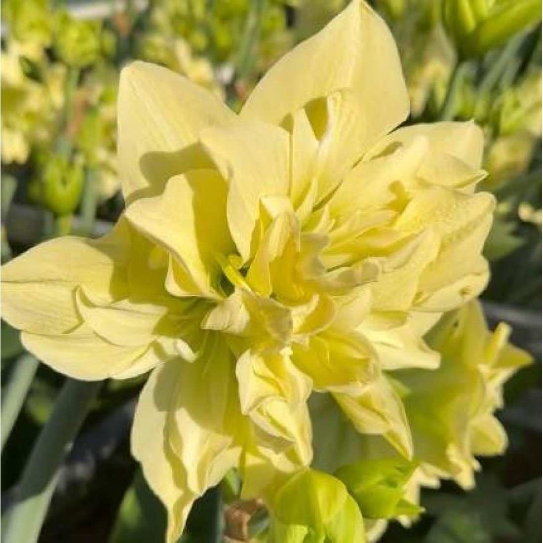 Bulbi hippeastrum (amaryllis) Yellow Crown - 1 bucată, NOUTATE si raritate