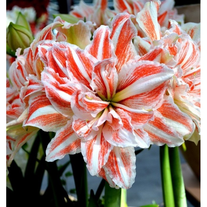 Bulbi de flori de toamnă