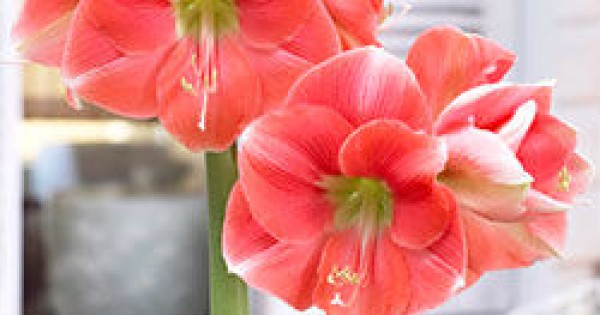 Bulbi hippeastrum (amaryllis) Rosalie - 1 bucată