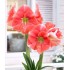 Bulbi hippeastrum (amaryllis) Rosalie - 1 bucată