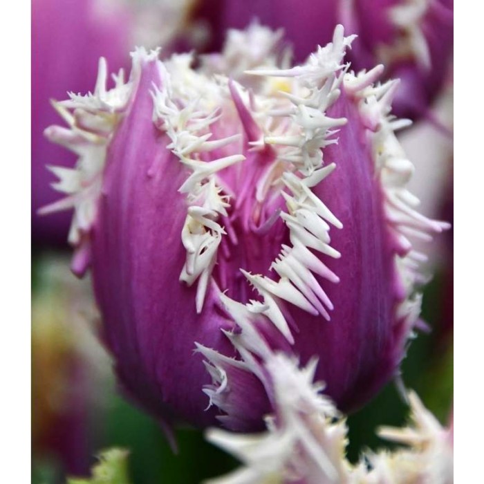 Bulbi lalele fringed (crete)