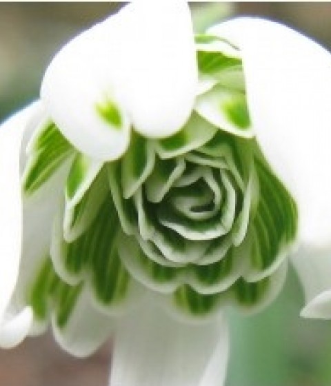 Bulbi de flori: crini, dalii, gladiole, begonii etc. - Planteo.ro