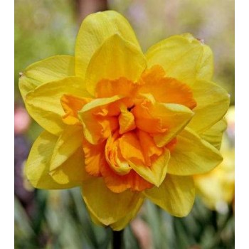 Bulbi de flori: lalele, narcise, zambile, crini, etc. - Planteo.ro