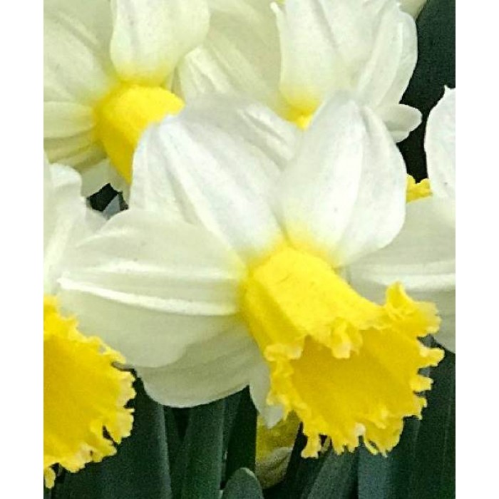 Bulbi de flori: lalele, narcise, zambile, crini, etc. - Planteo.ro